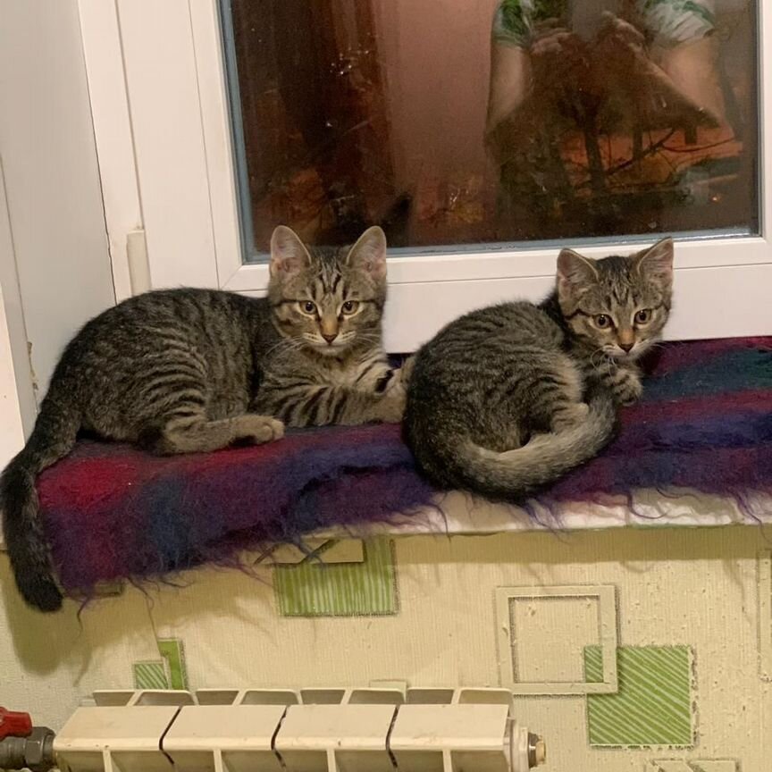 Котята