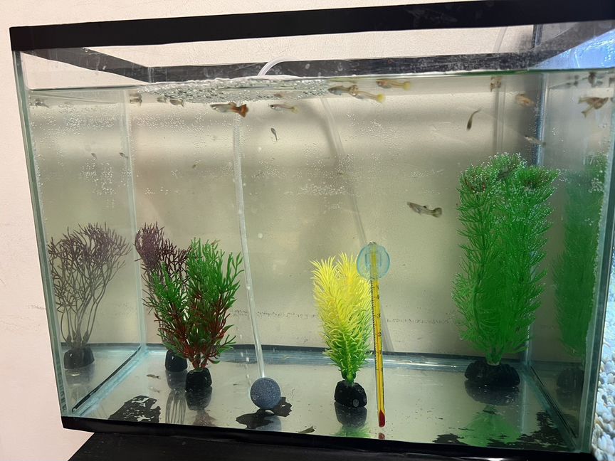Аквариум с рыбками гуппи