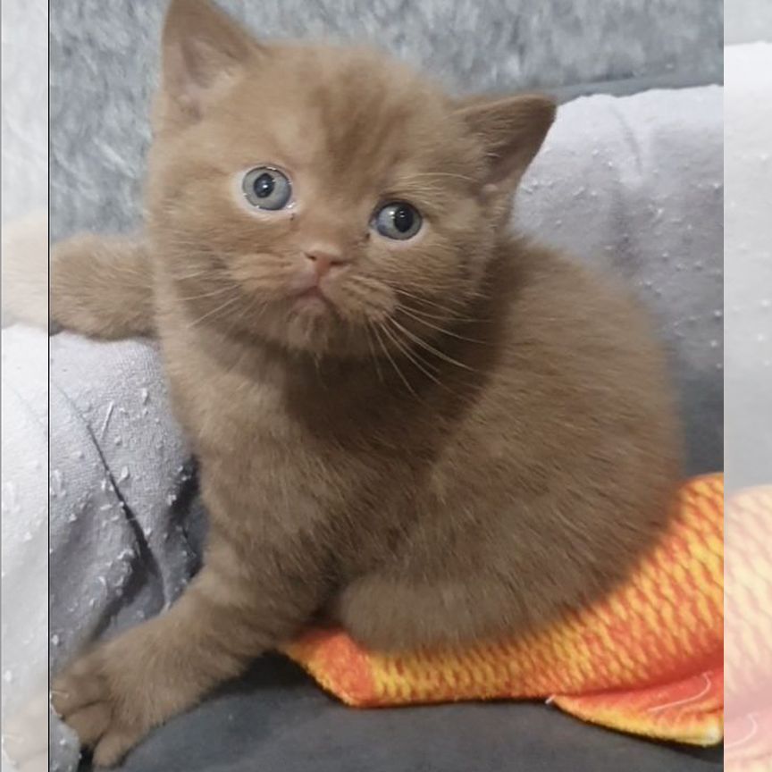 Британский короткошёрстный котёнок