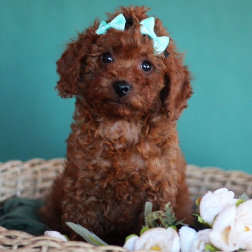 Пудель, щенок