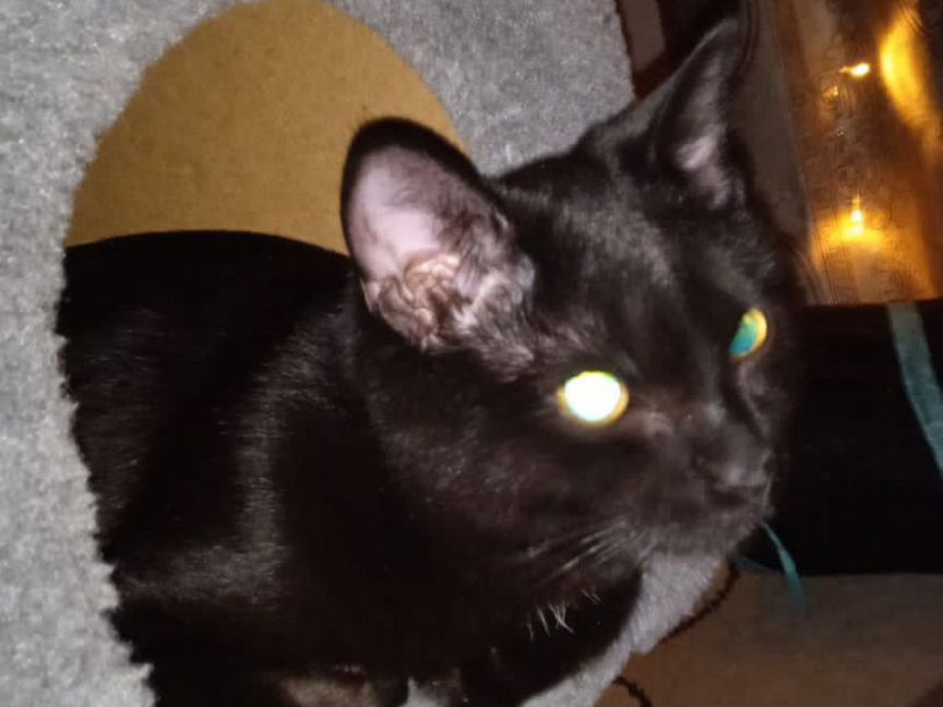 Кошки бесплатно