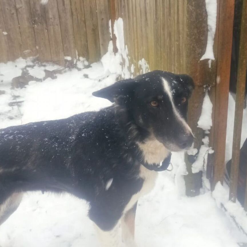 Взрослая собака в добрые руки