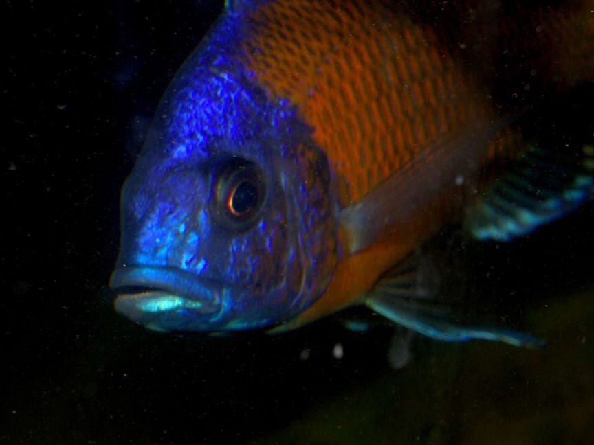 Малавийские цихлиды