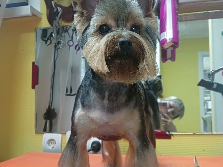 Йоркширский терьер