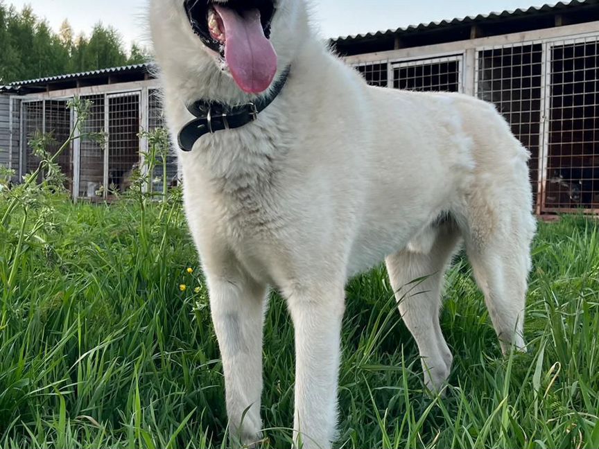 Собака в добрые руки