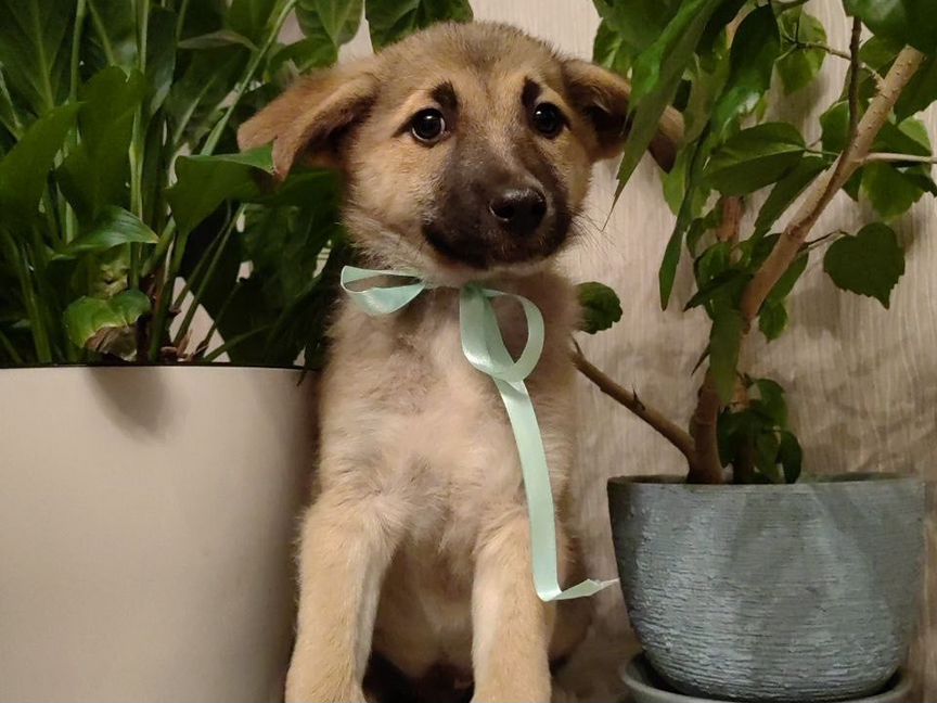 Маленький Тео ищет дом