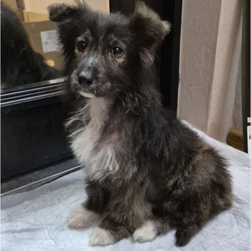 Щенок в добрые руки