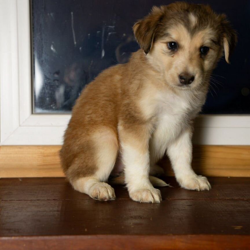 Щеночки в добрые руки