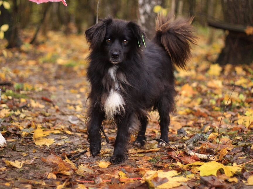 Собака в добрые руки отдам бесплатно