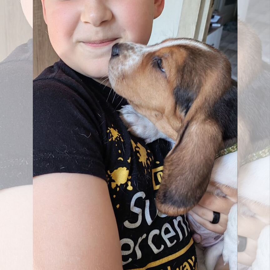 Щенки бассет хаунд