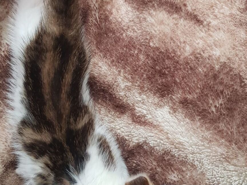 Кошечка необычного окраса