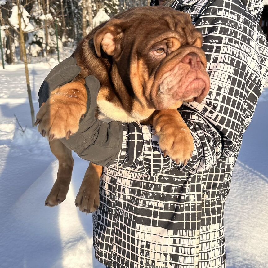 Английский бульдог, щенок