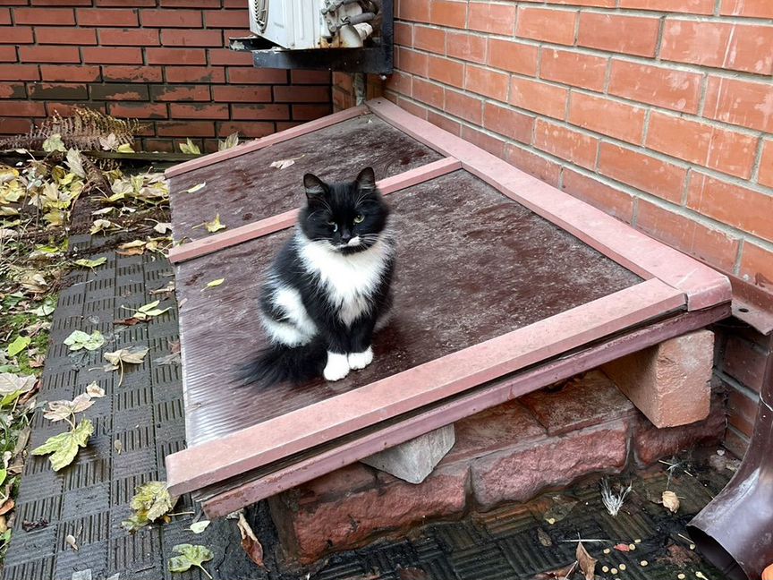 Котенок подпосток в добрые руки