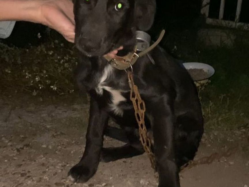 Найден щенок