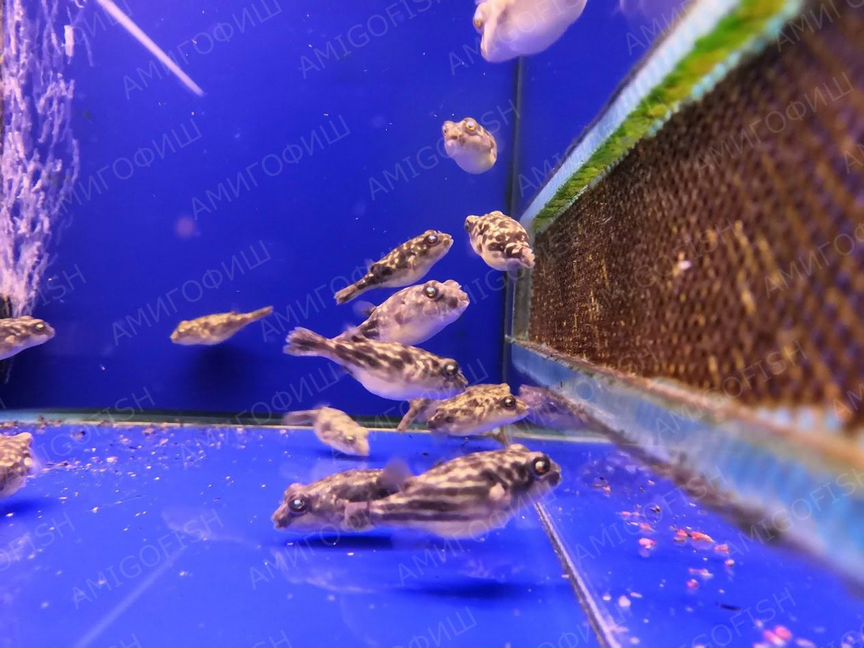 Тетрадон фахака