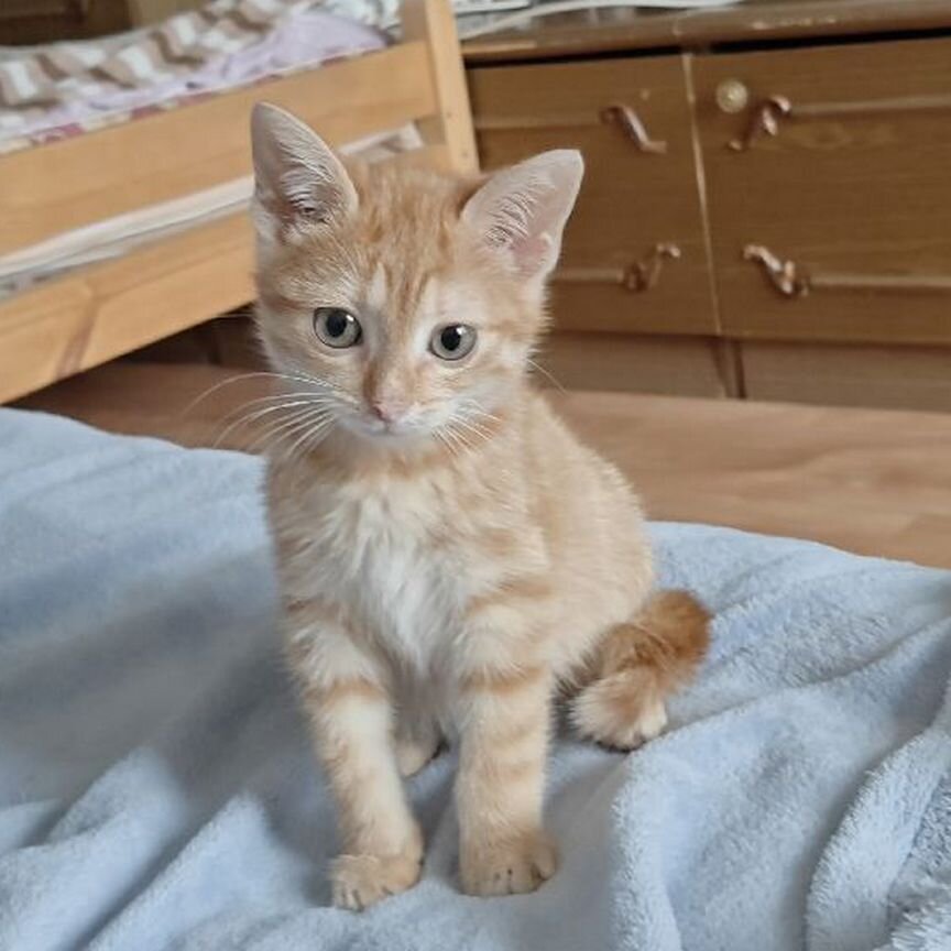 Ориентальный короткошёрстный котёнок