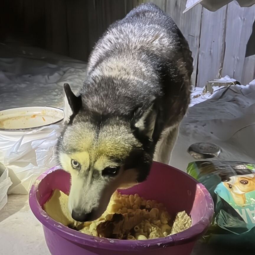 Лайка, взрослая собака