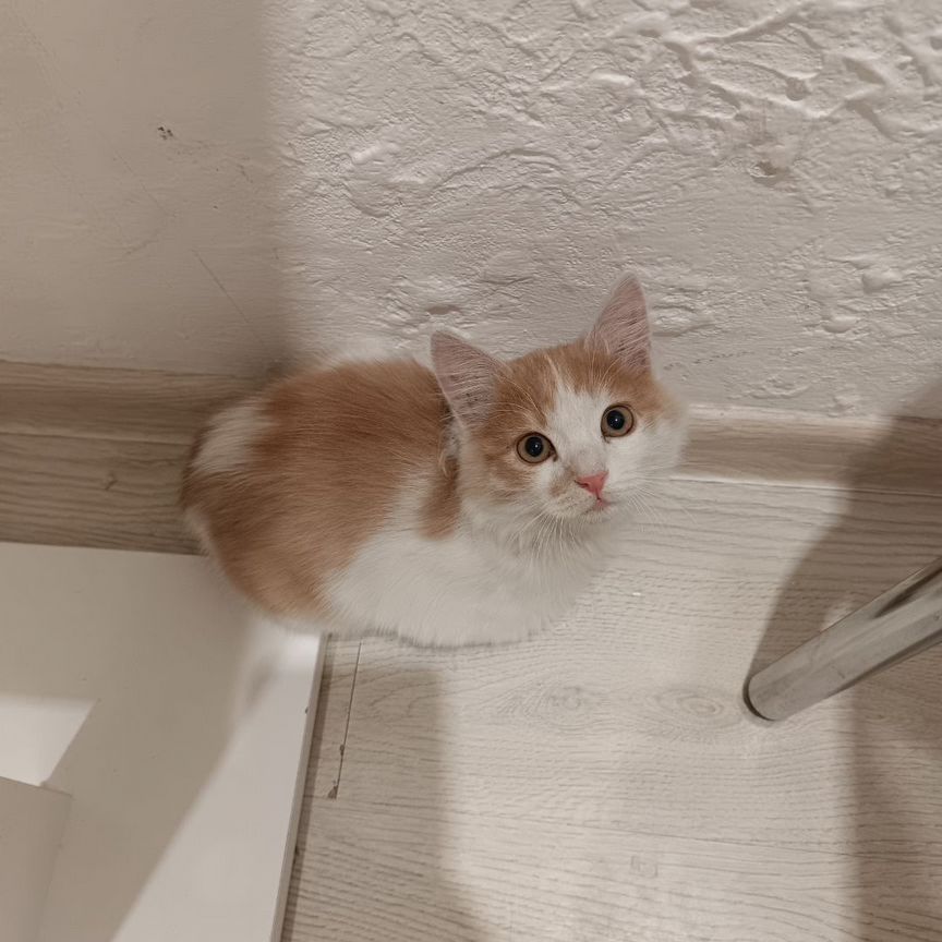 Рыжий котенок в добрые руки