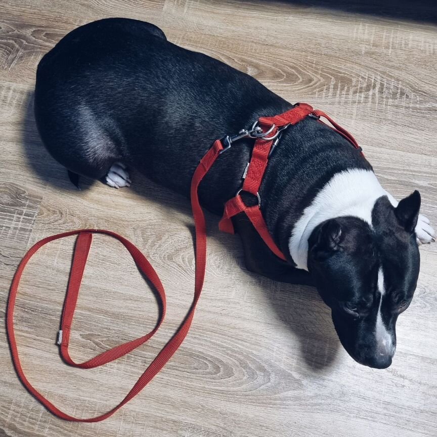 Шлейка и поводок