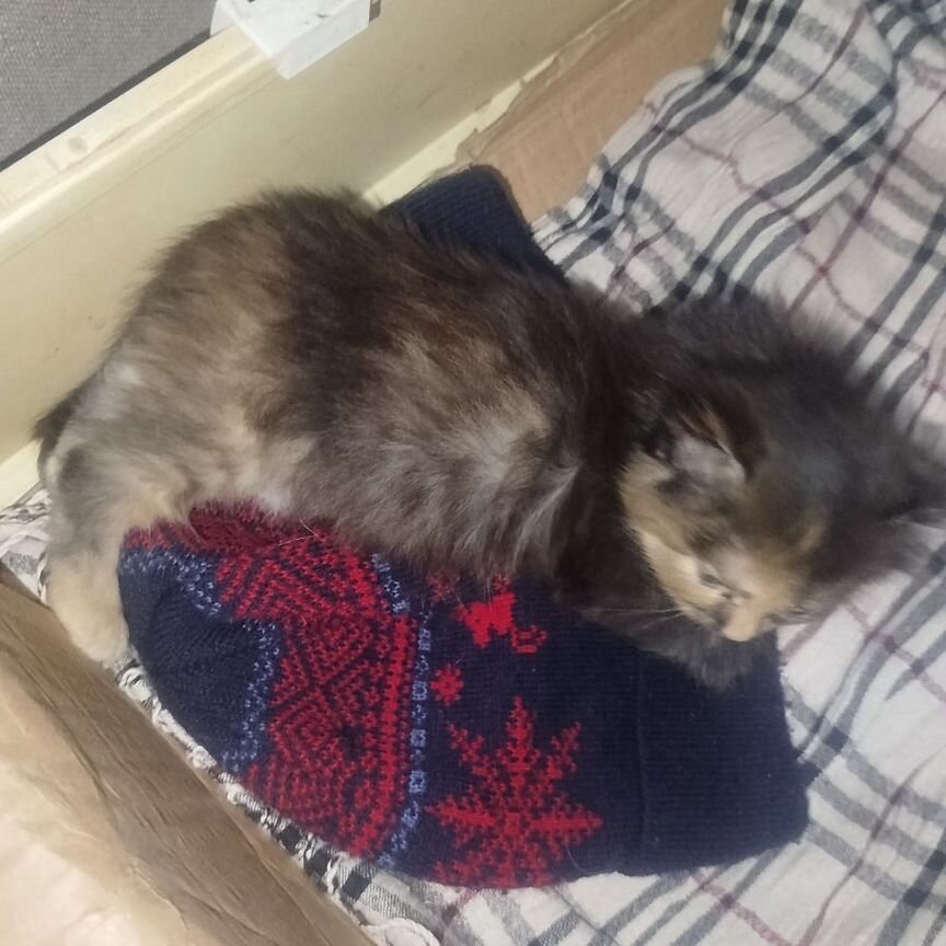Котёнок в добрые руки