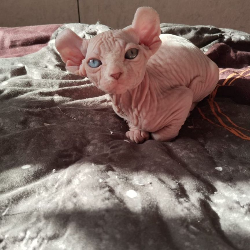 Разноглазая девочка эльф