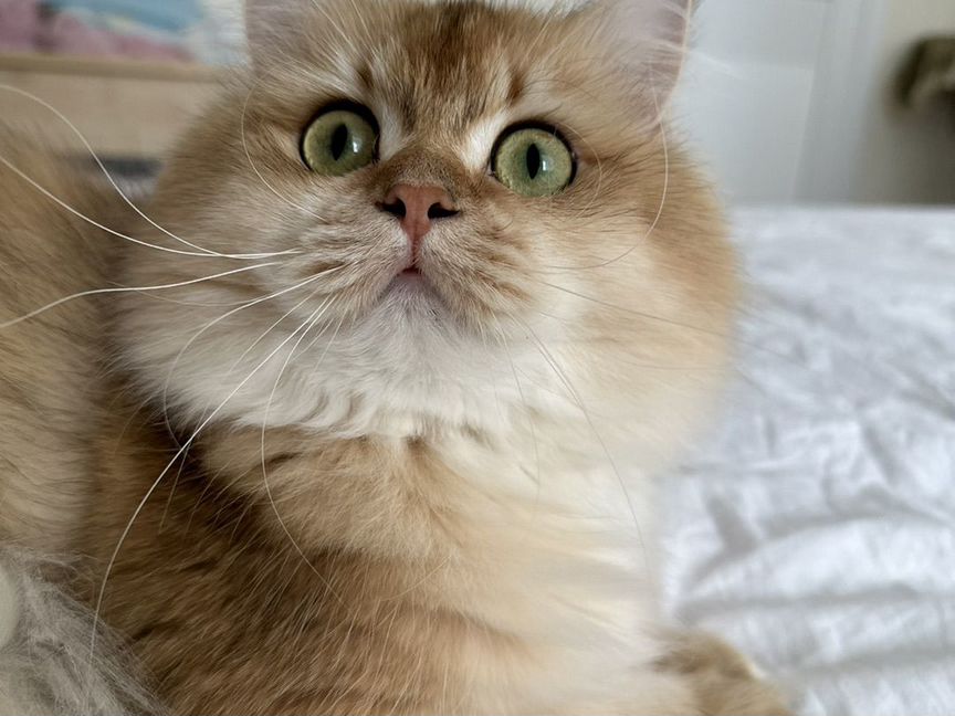 Британская золотая шиншилла