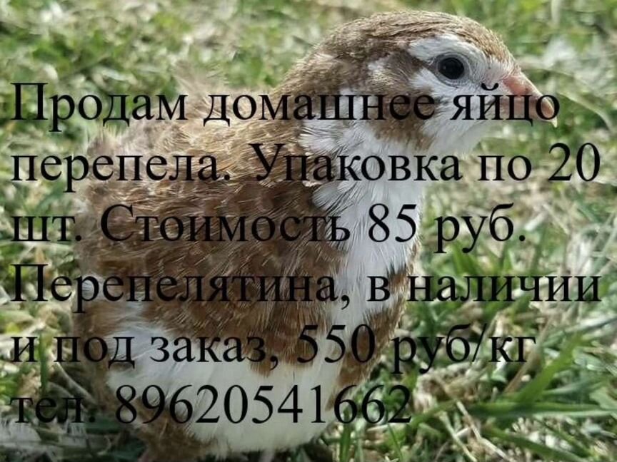 Перепелки