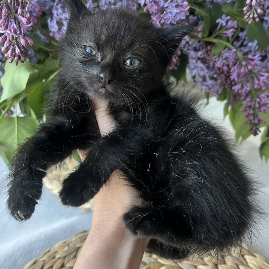 Котёнок в добрые руки