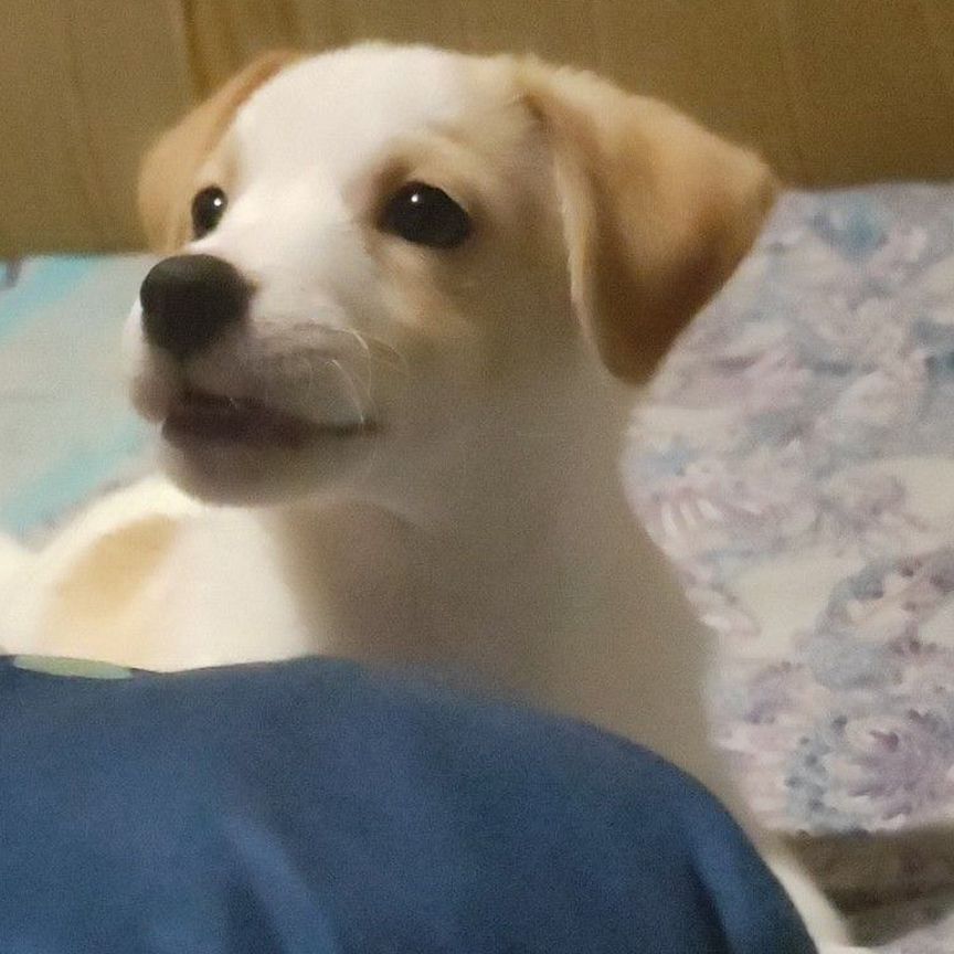 Русский той-терьер, щенок