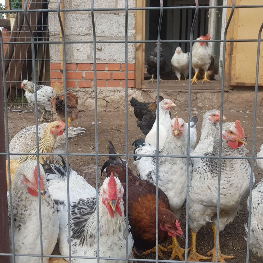 Молодые петушки