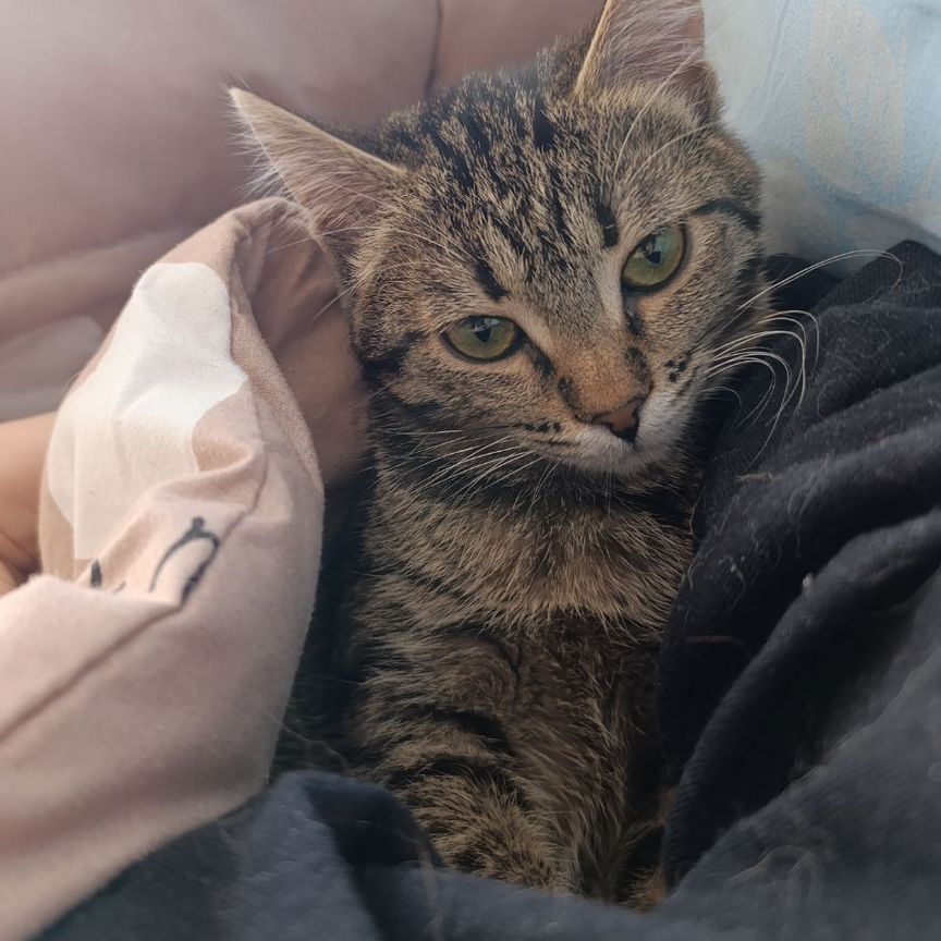 Котёнок в добрые руки