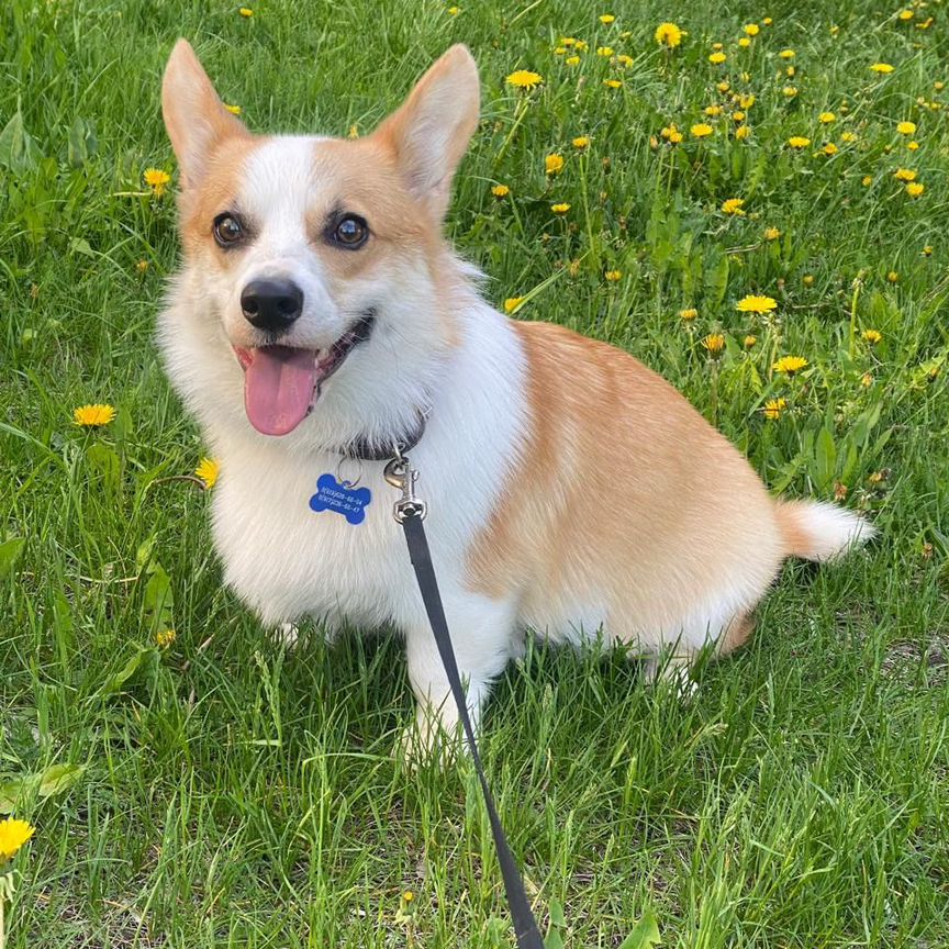 Королевский корги