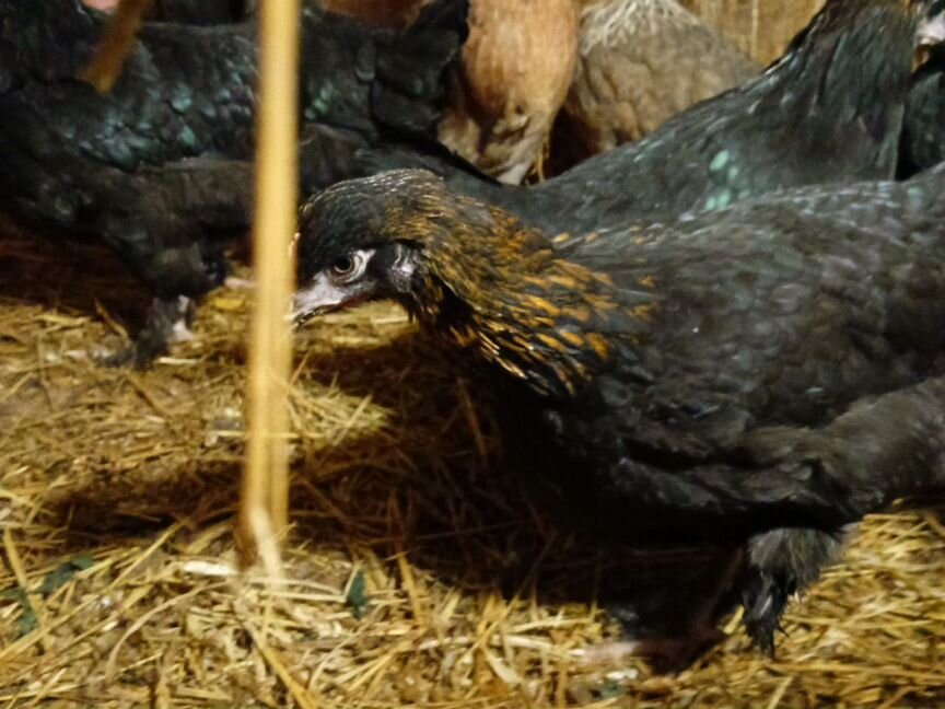 Молодки маран