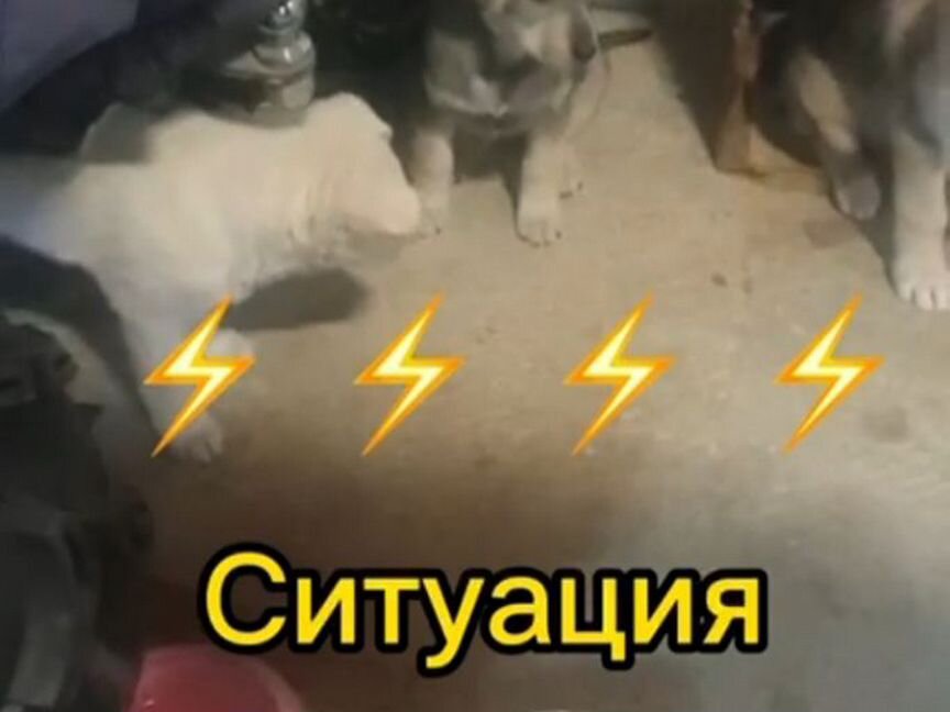 Щенки выброшены на мороз