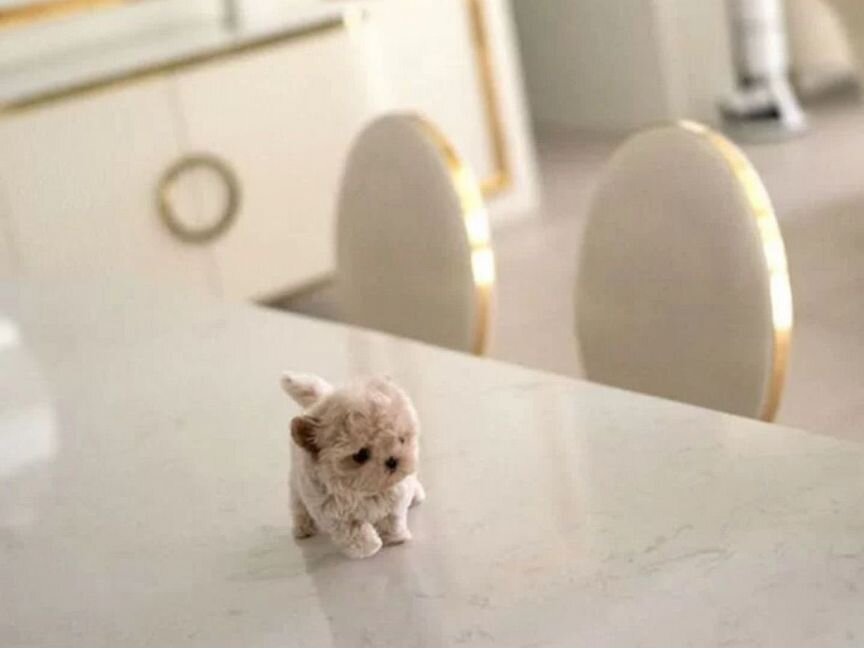 Микро и мини мальтипу f1 девочки