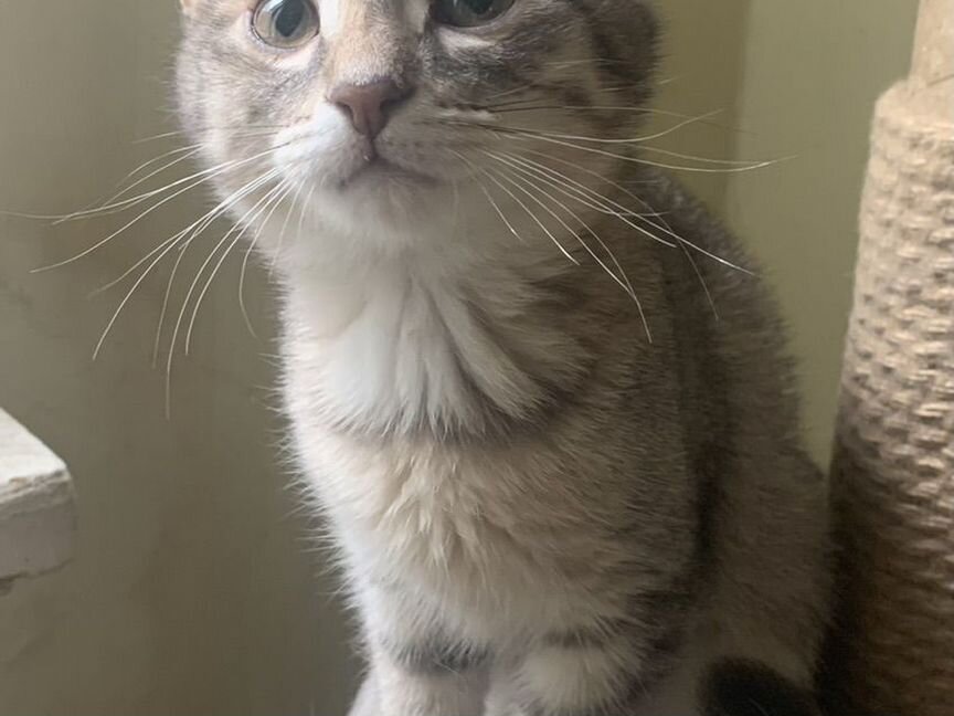 Котенок Маня