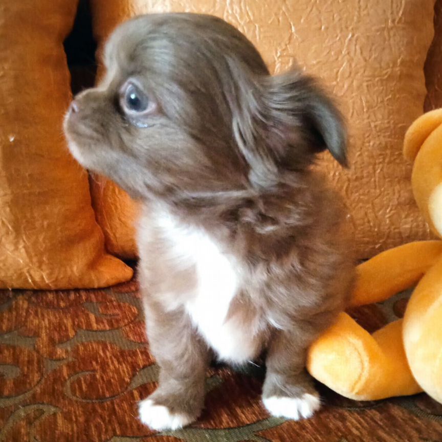 Чихуахуа, щенок