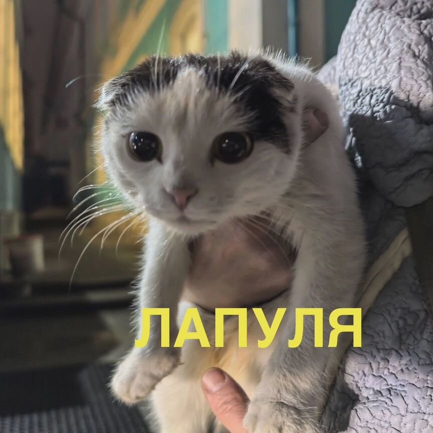 Вислоушка