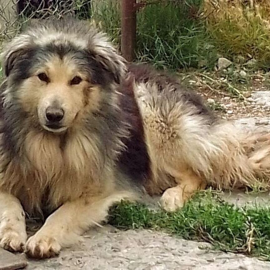 Собака охранник