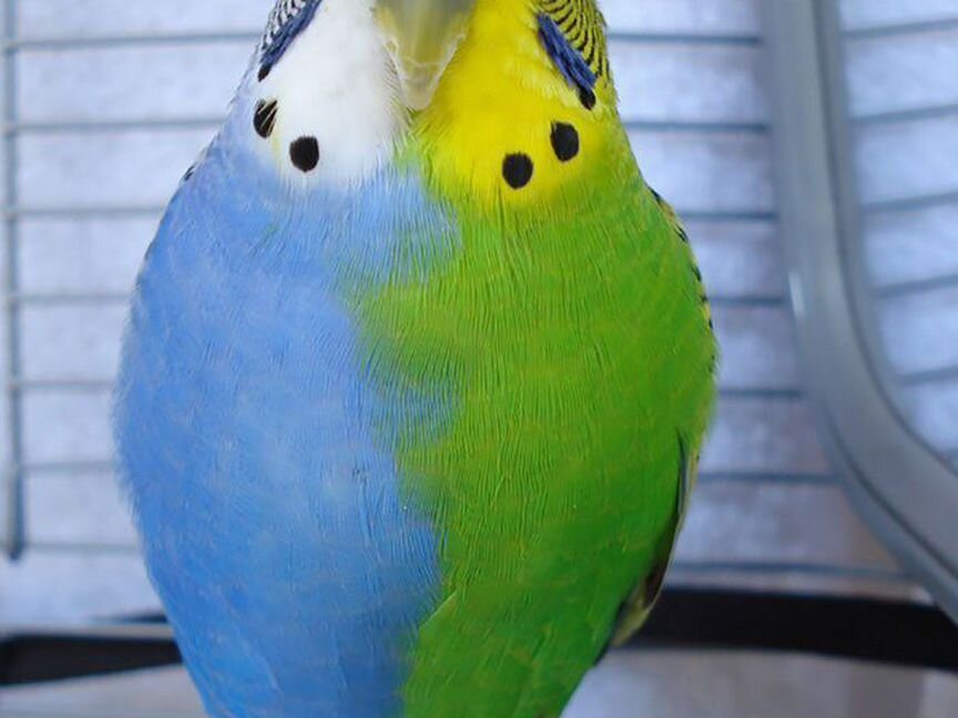 Продам волнистых попугаев,каррела