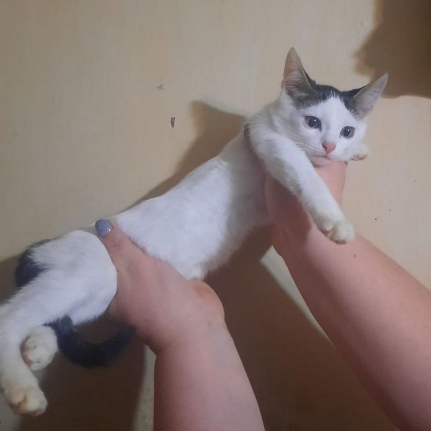 Ласковая кошечка и котёнок мальчик