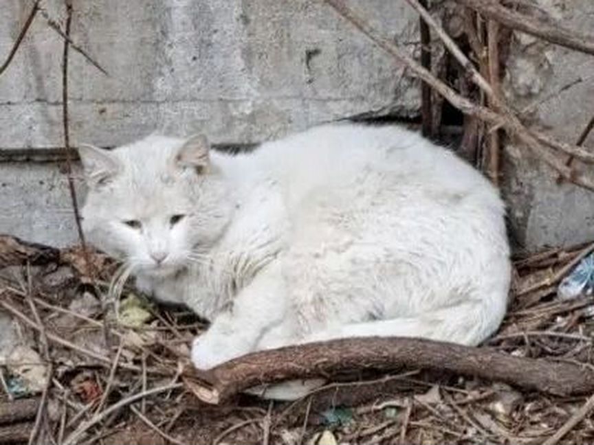 Кот ищет помощь передержку или дом