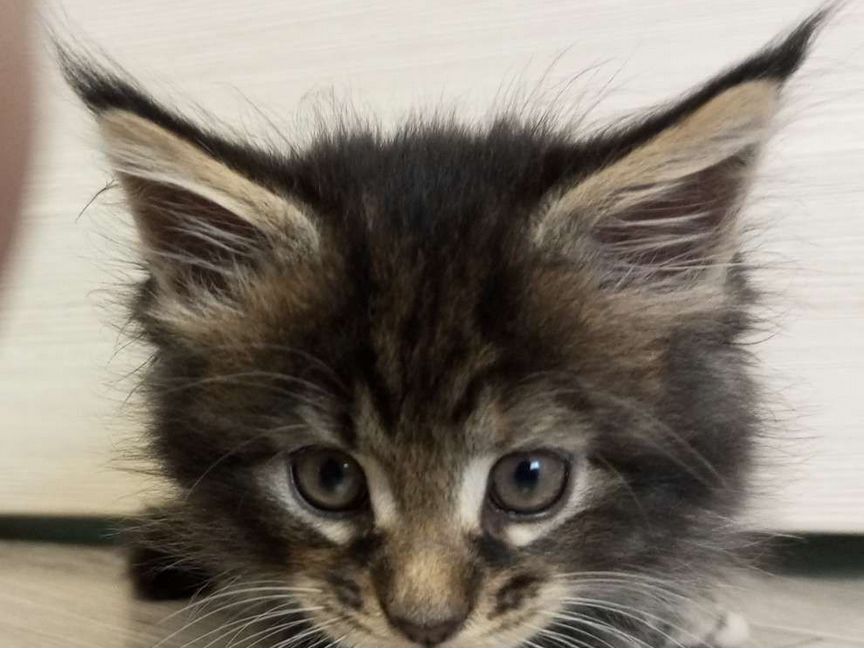 Котята мейн-кун