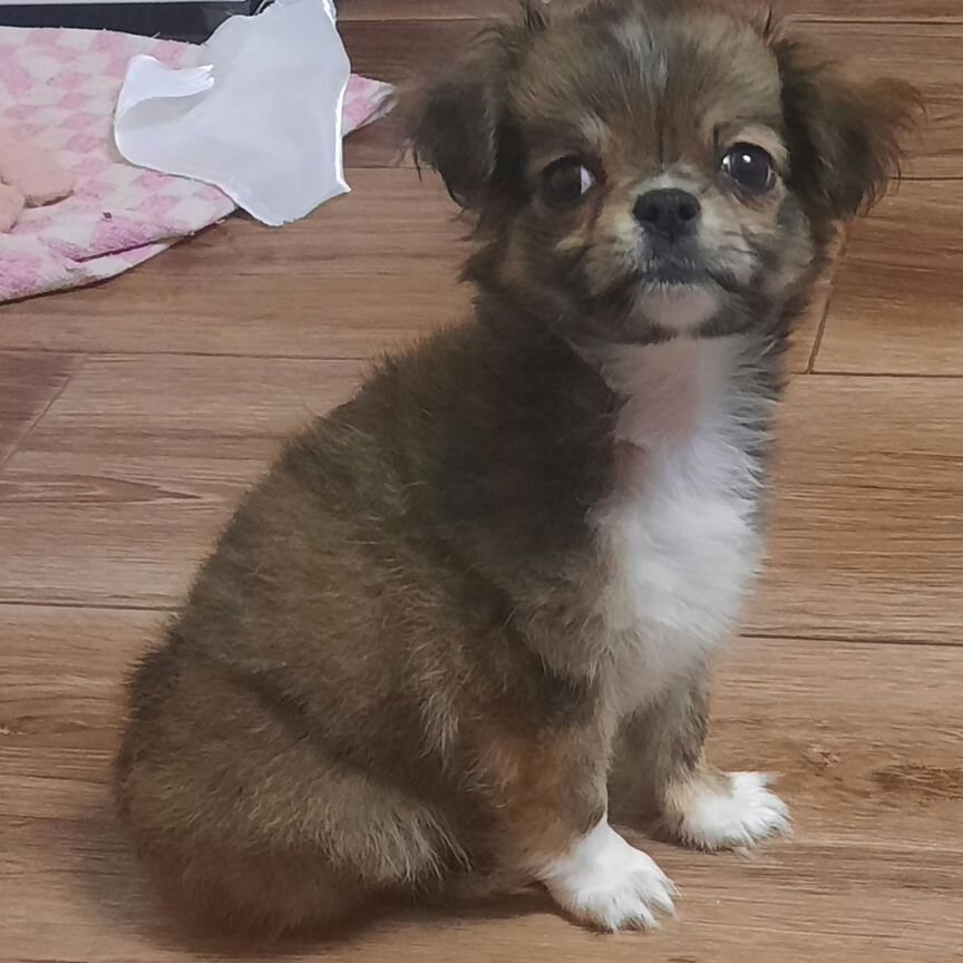 Чихуахуа мини