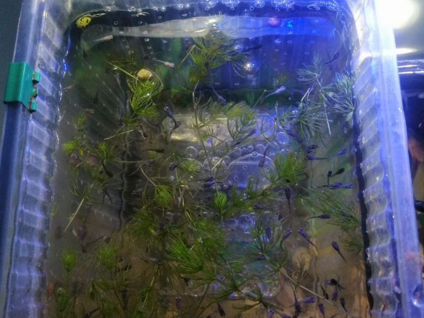 Аквариумные рыбки Гуппи