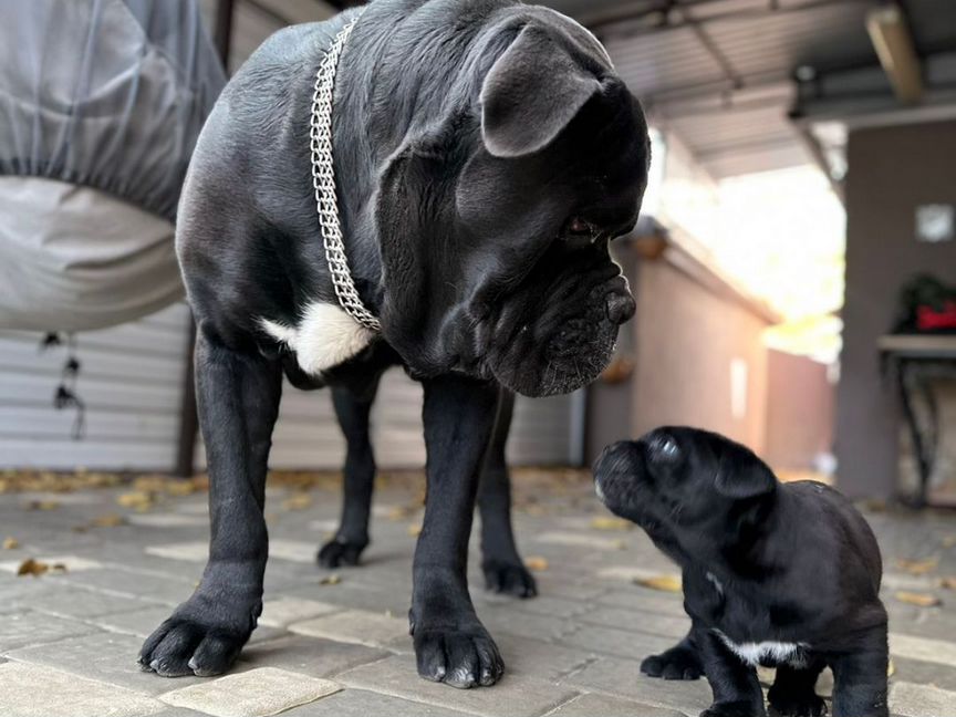 Щенки коне корсо