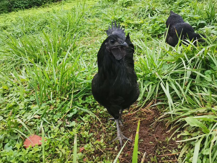 Петух Лакеданзи