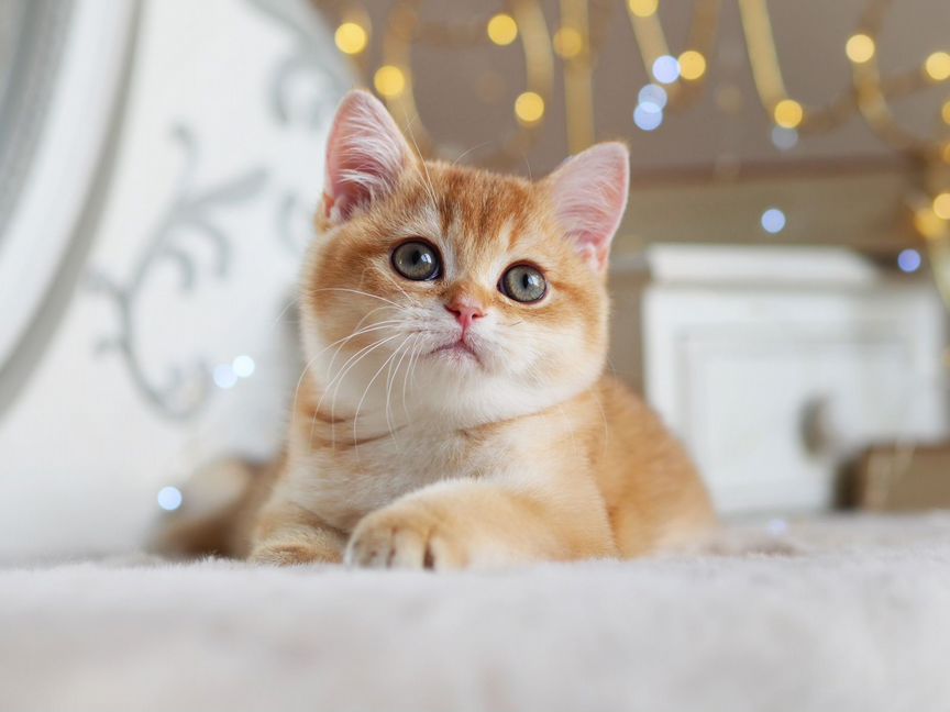 Британский котёнок. Шикарная шоколадка