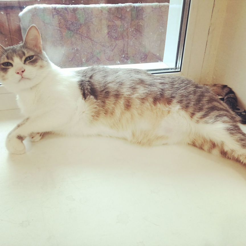 Кастрированный бездомный котик ищет семью