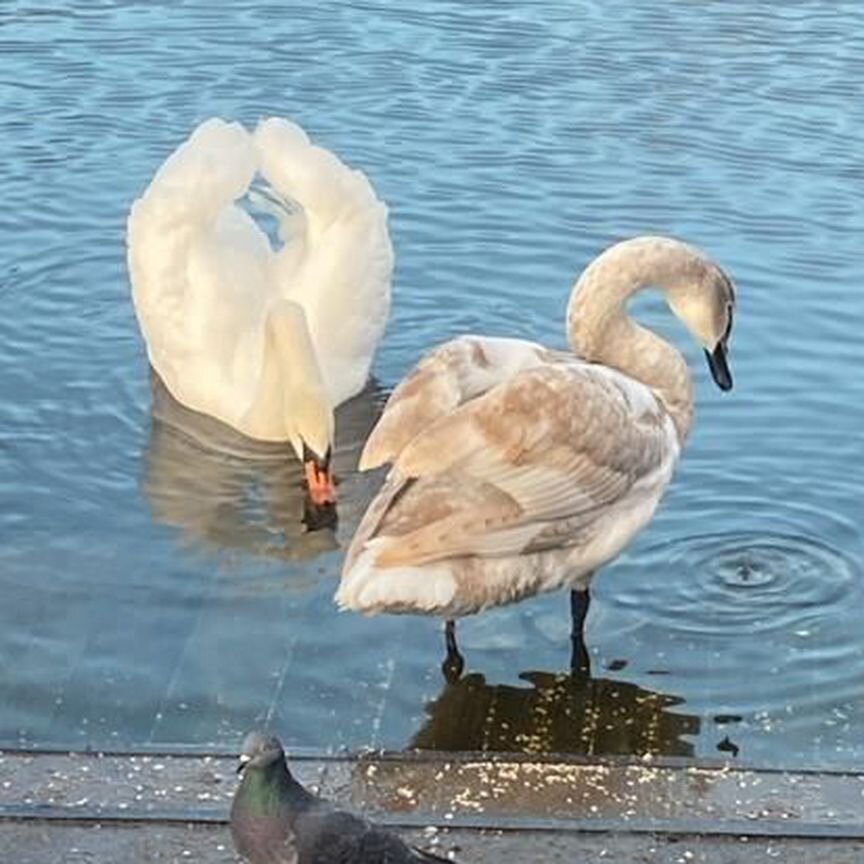 Инкубационное яйцо